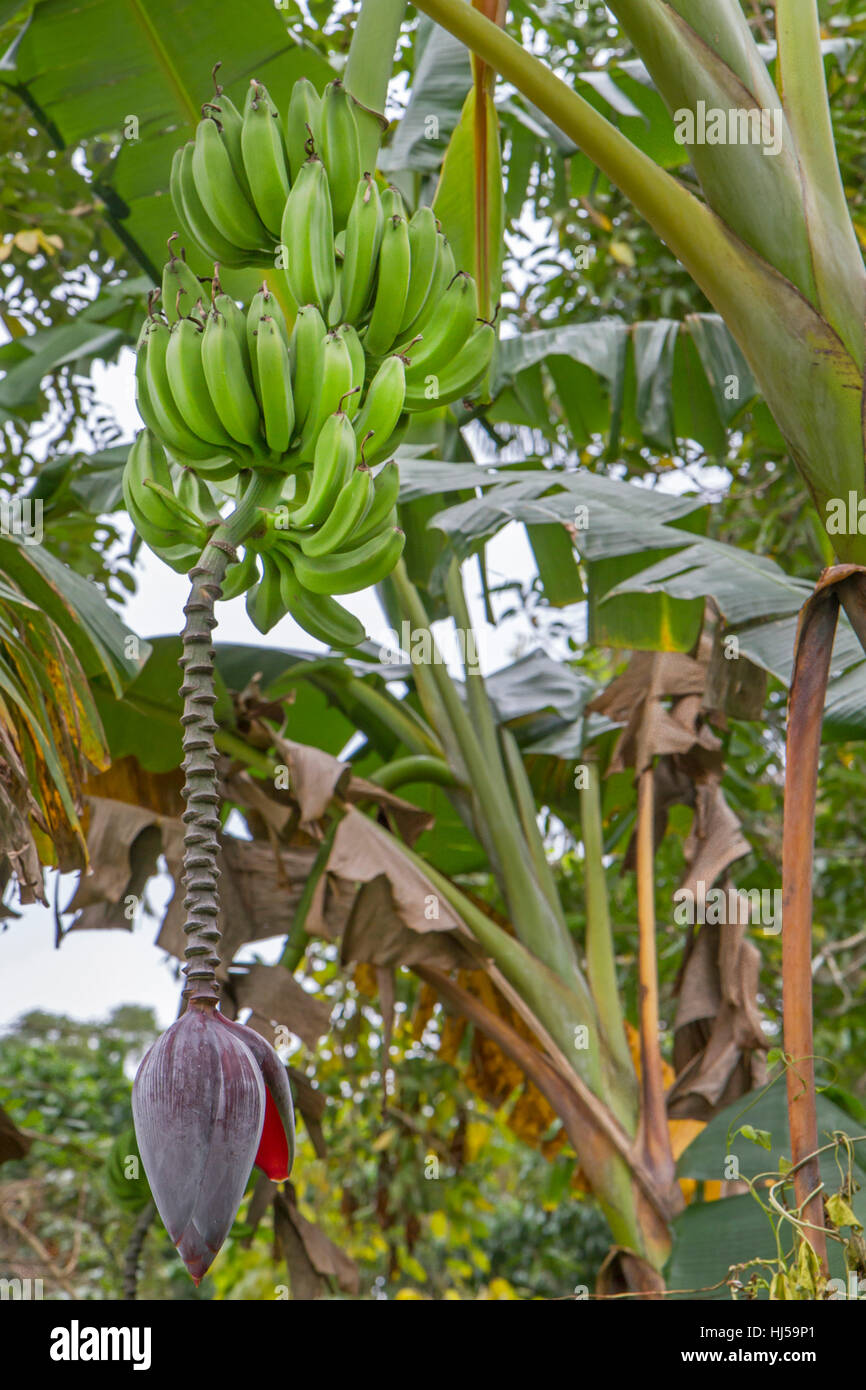 Gran canaria bananen banana bananas -Fotos und -Bildmaterial in hoher ...