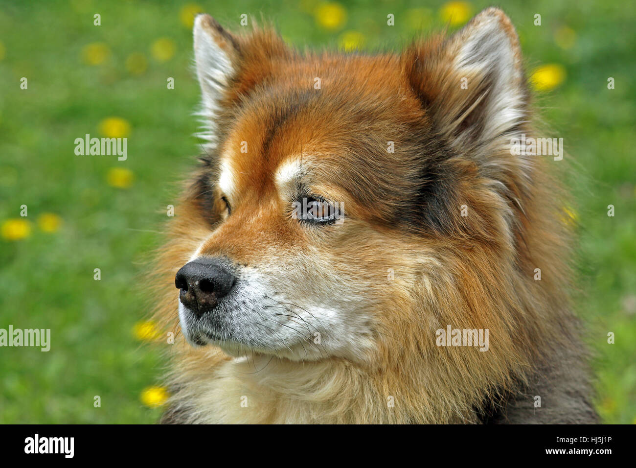 Dieser alte hund -Fotos und -Bildmaterial in hoher Auflösung – Alamy