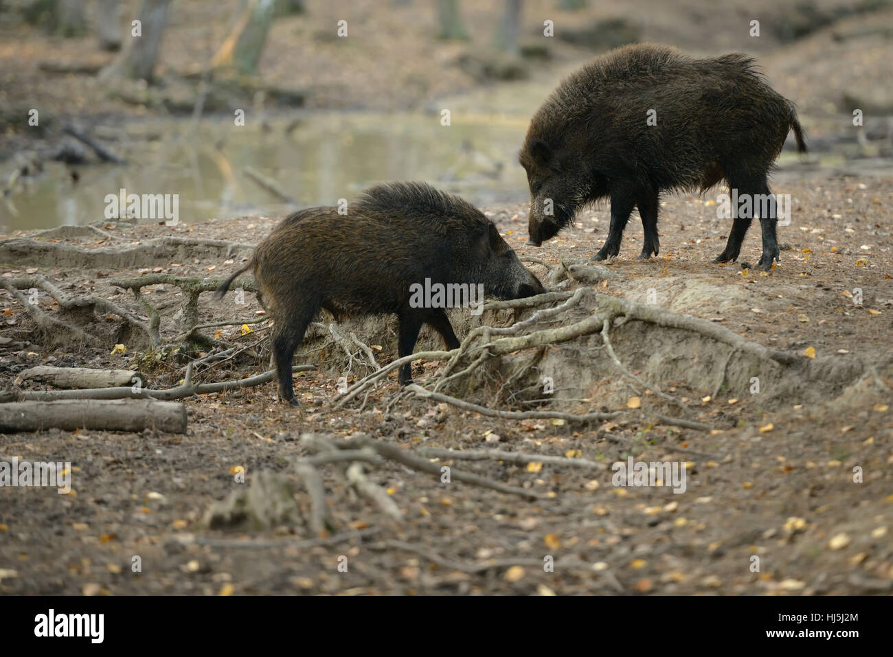 Tier, Schlucht, verschlingen, fressen, Wildschwein, Schwein, Bäche ...