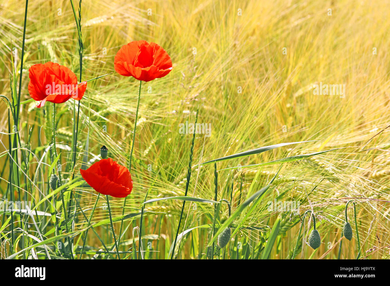 Mohn, Klatschmohn, Mohn, Getreidefeld, Gerste, Gerstenfeld, rot, Essen ...