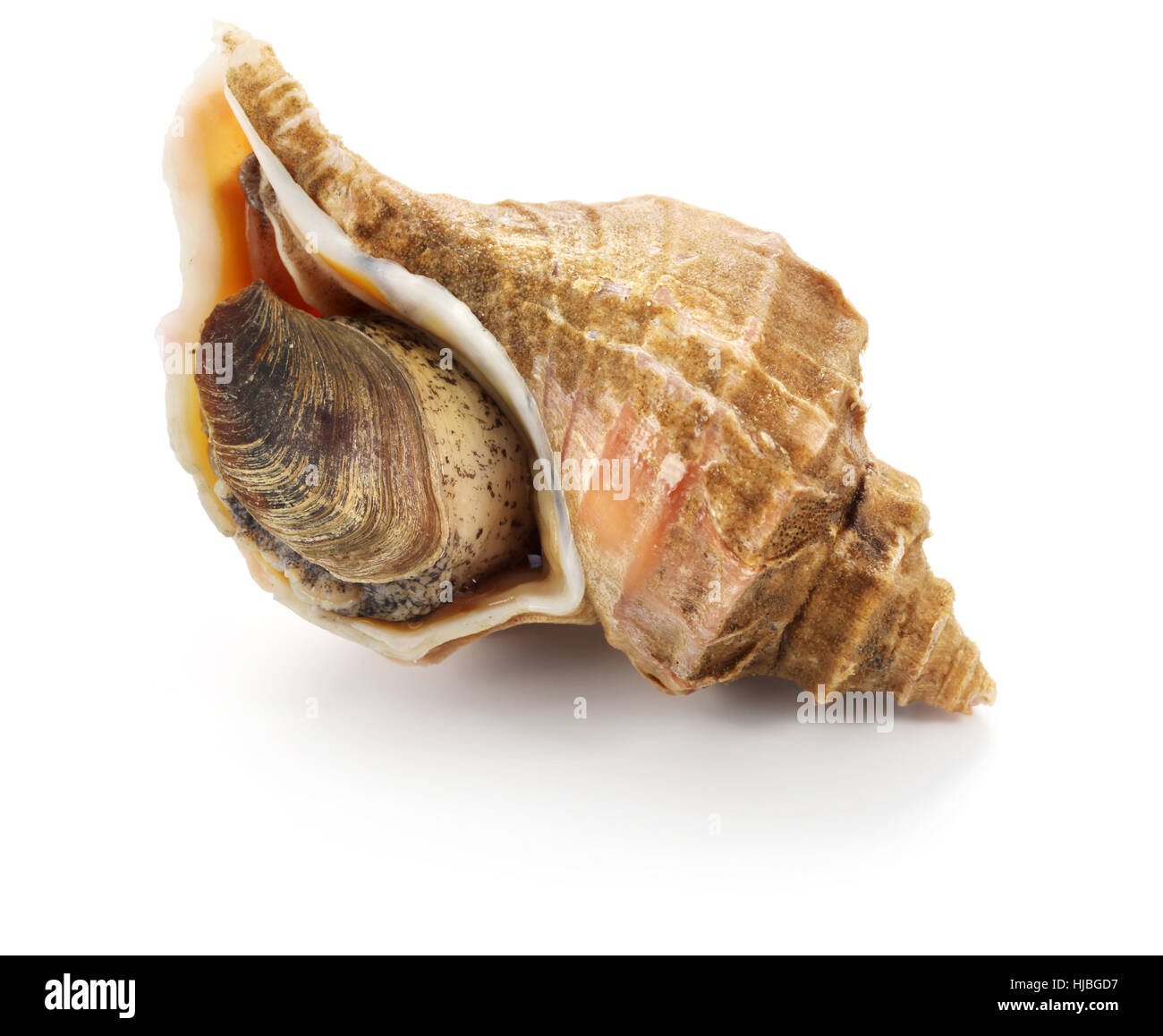 Tsubu Gai, Ezo Neptun, japanische Wellhornschnecke, Neptunea Polycostata Scarlato ...