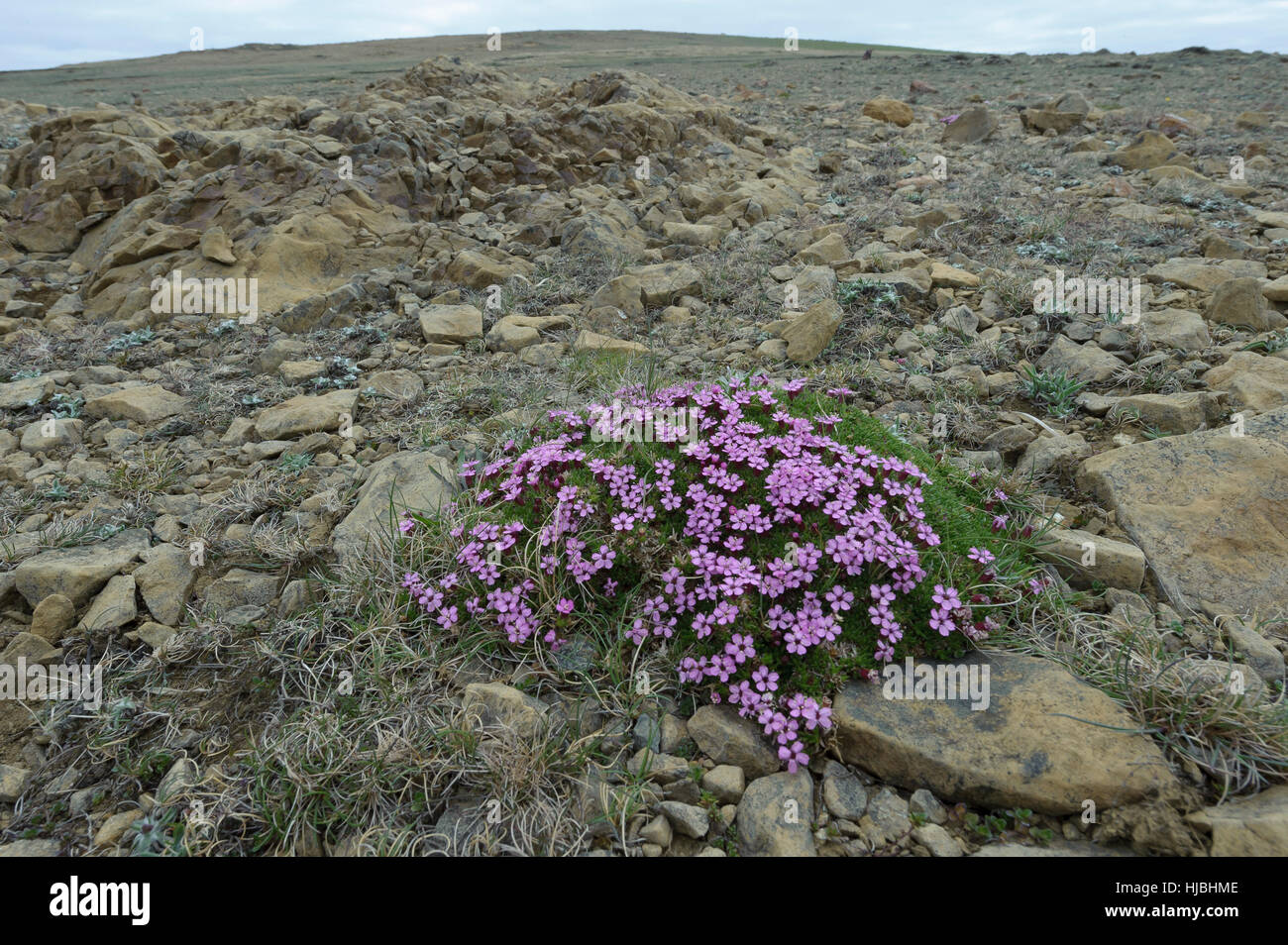 Moss campion silene acaulis alpine -Fotos und -Bildmaterial in hoher ...