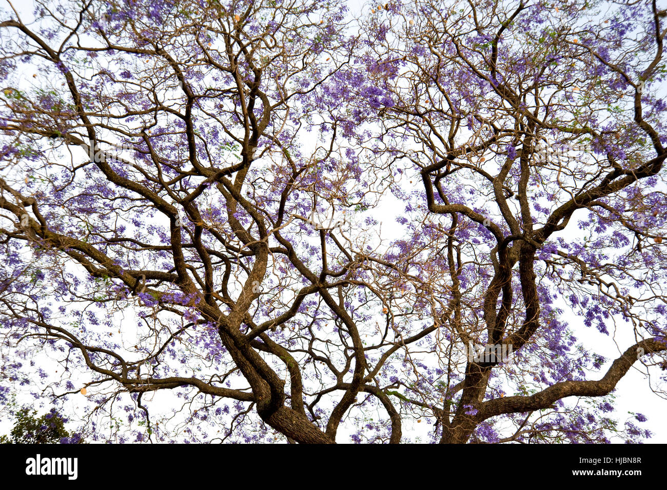 Purple flowers jacaranda tree in -Fotos und -Bildmaterial in hoher ...