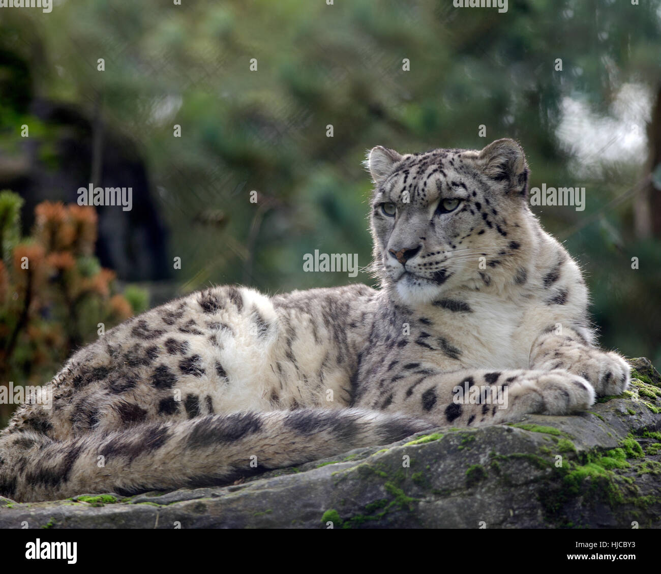 Baby schneeleopard -Fotos und -Bildmaterial in hoher Auflösung – Alamy