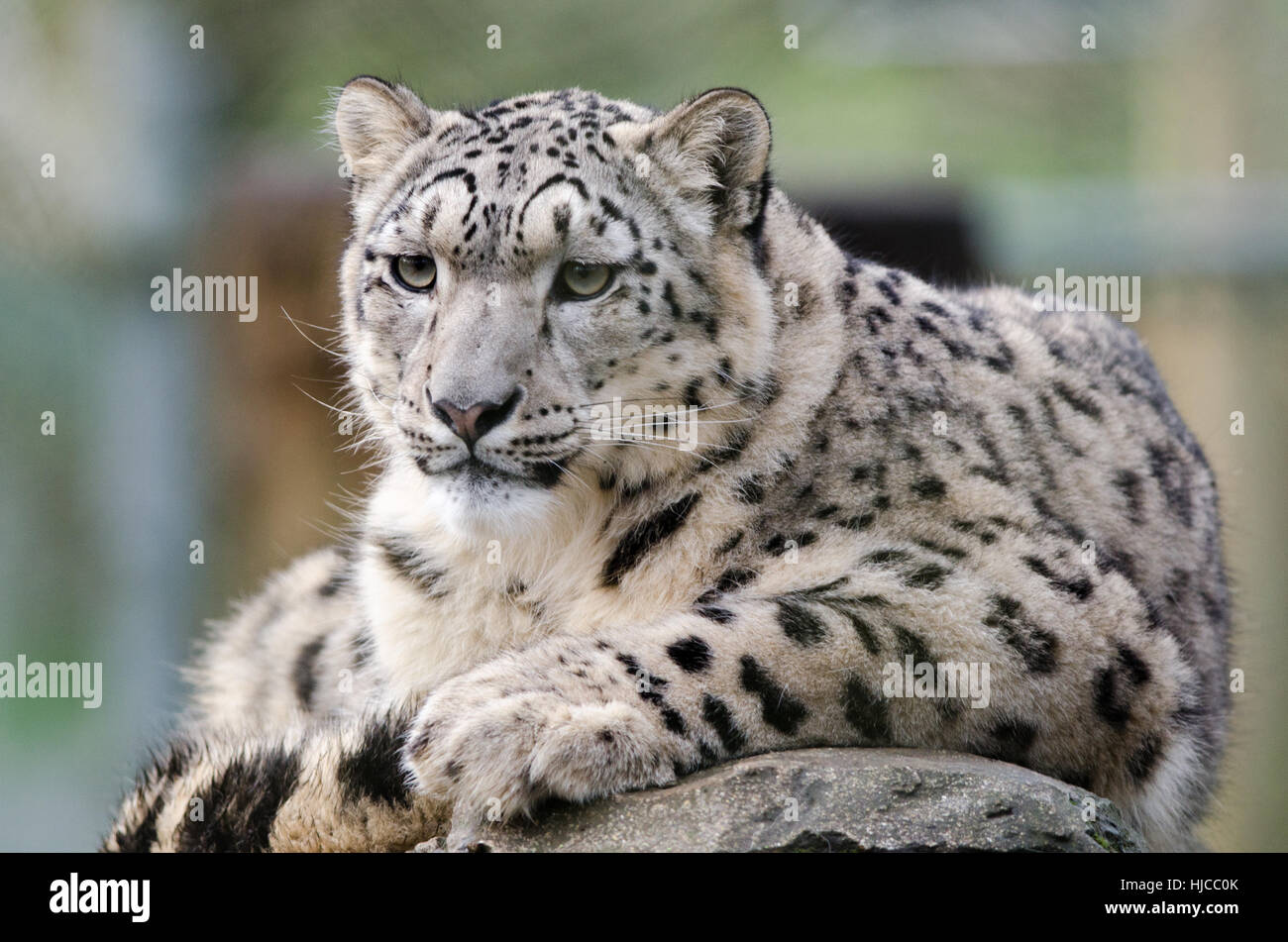 Baby schneeleopard -Fotos und -Bildmaterial in hoher Auflösung – Alamy
