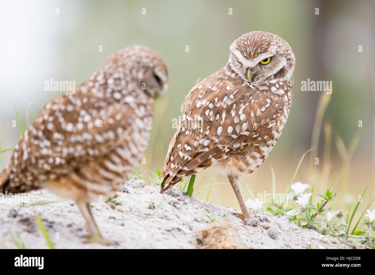 Wütende eule -Fotos und -Bildmaterial in hoher Auflösung – Alamy
