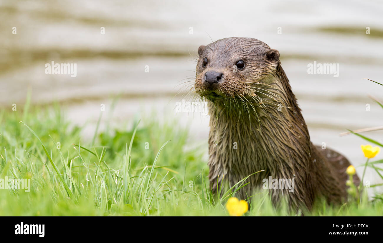 Otter nasses fell -Fotos und -Bildmaterial in hoher Auflösung – Alamy