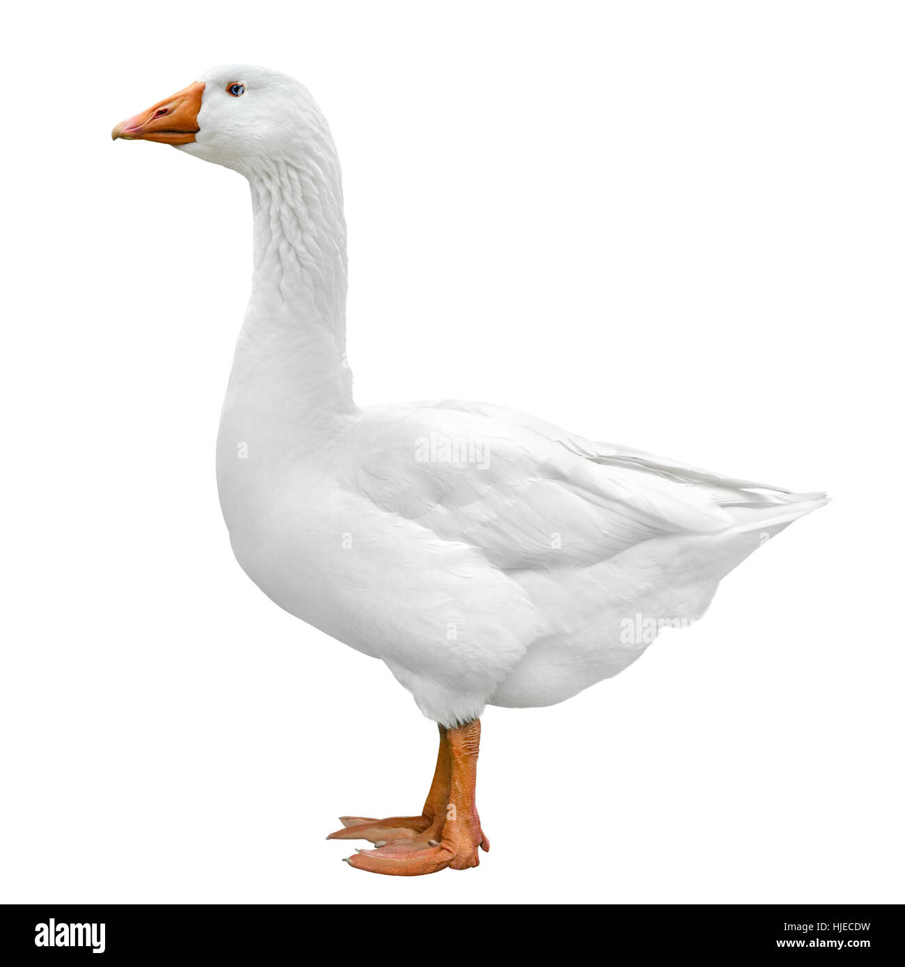 Hals lang Ausgeschnittene Stockfotos und -bilder - Alamy