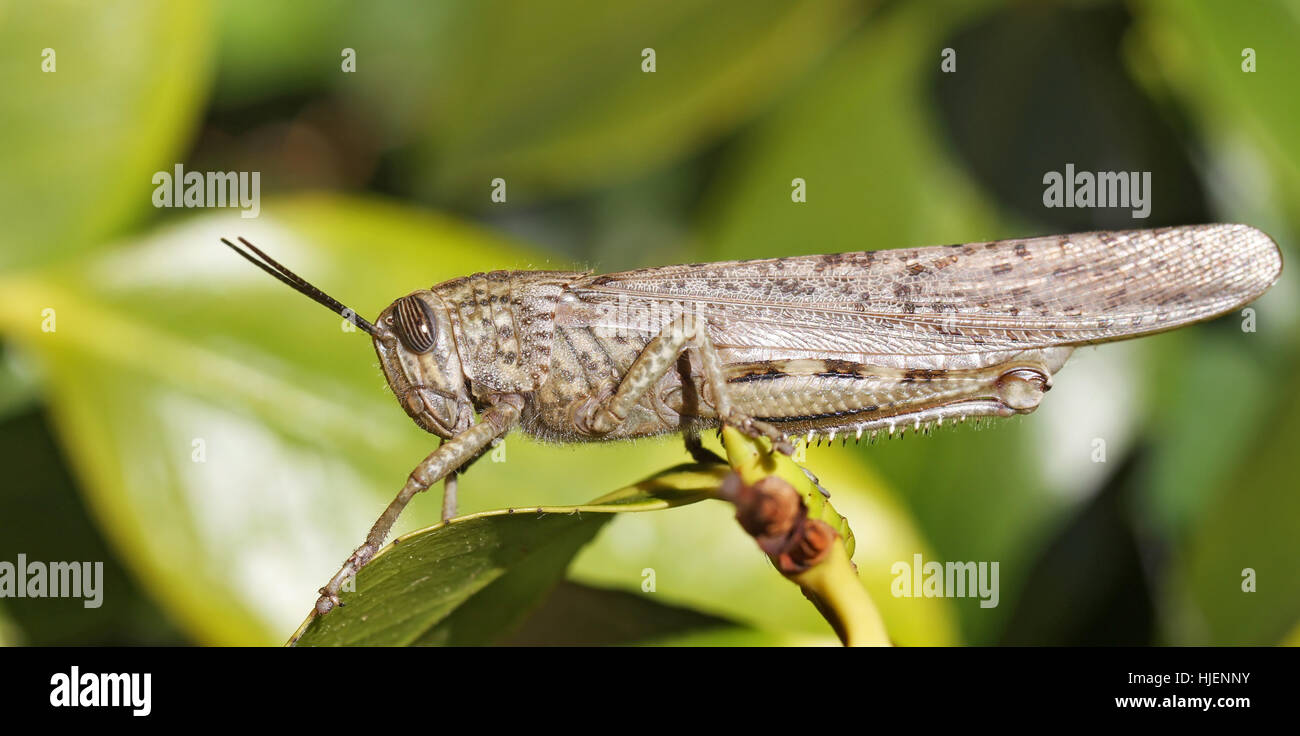 Insekt, Insekten, Heuschrecke, Heuschrecken, Heuschrecken ...