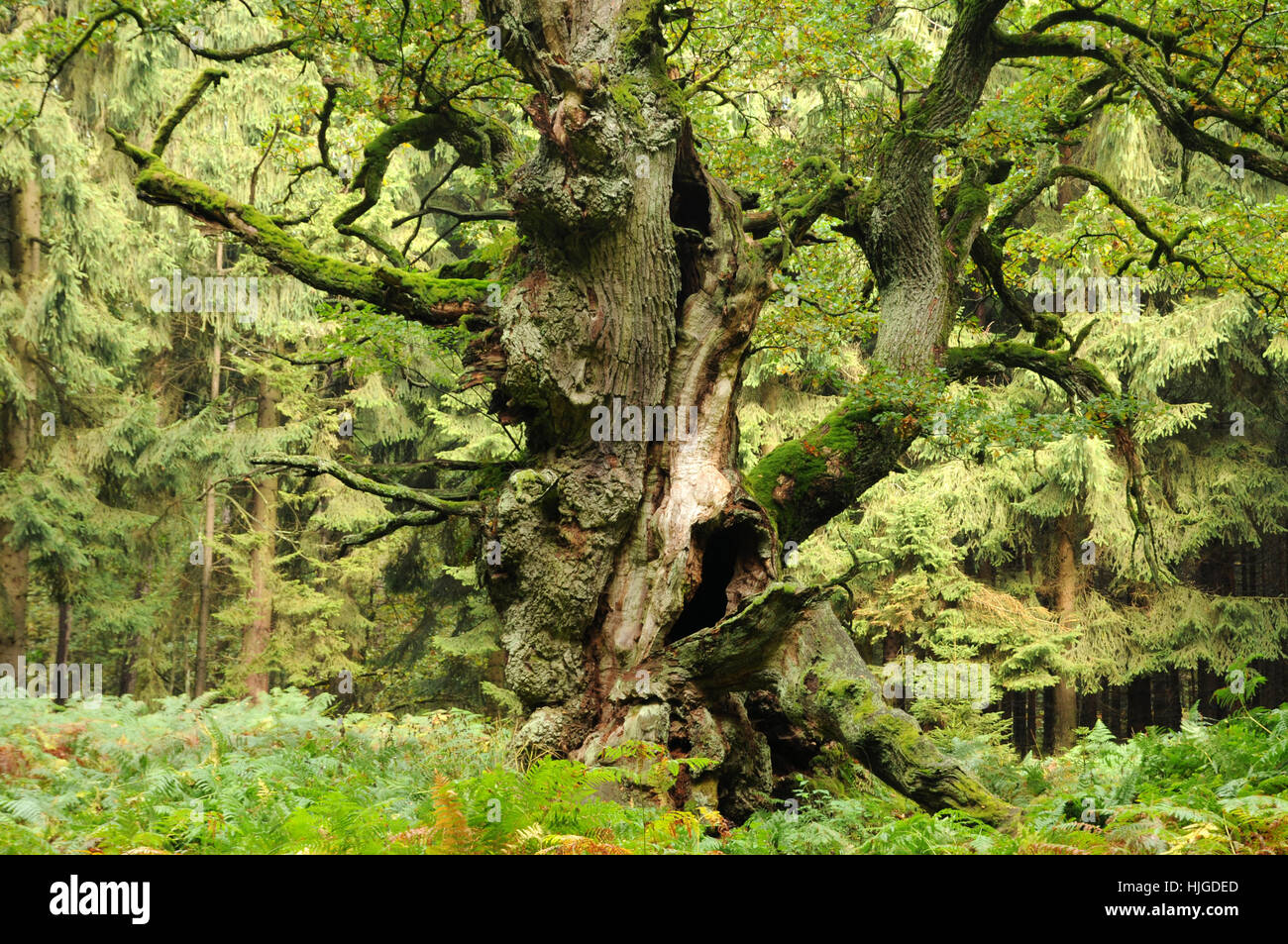 Stamm, Urwald, Eiche, Baum, Stamm, Urwald, Eiche, Zweig, Rinde, Tanne ...