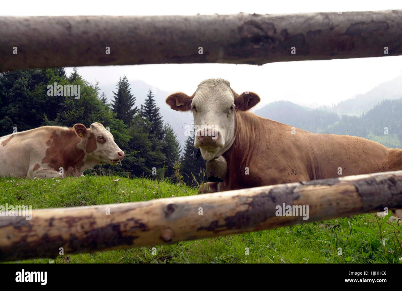 Herde, Siedlungstypen, alm, Weide, Kuh, Kühe, Rind, Nutztier, Nutztiere ...