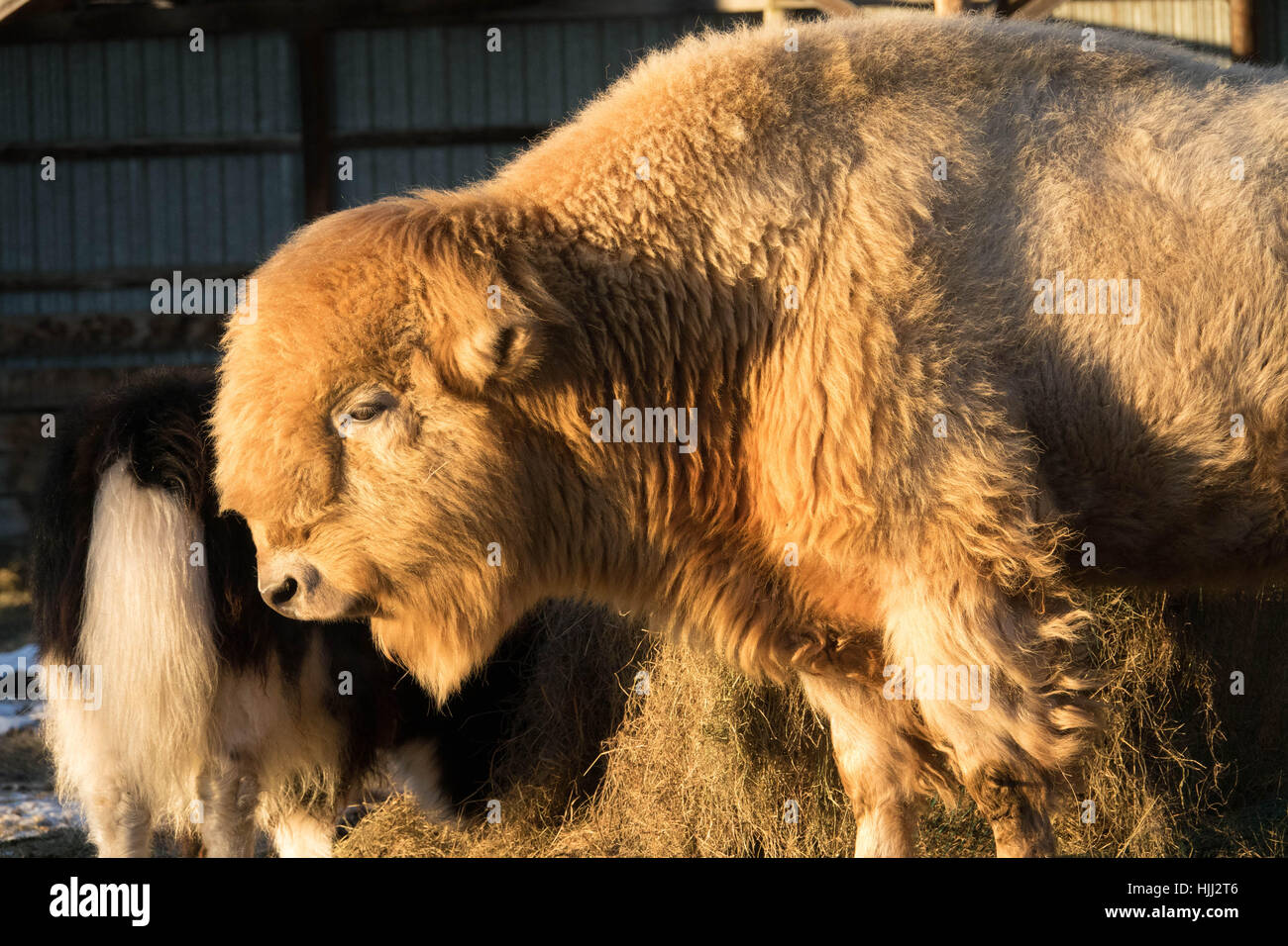 Weißer bison -Fotos und -Bildmaterial in hoher Auflösung – Alamy