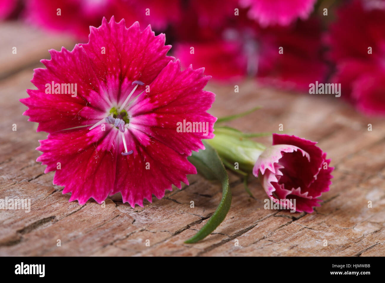 Schöne helle rosa Nelke Nahaufnahmen auf Holzbrett horizontal ...
