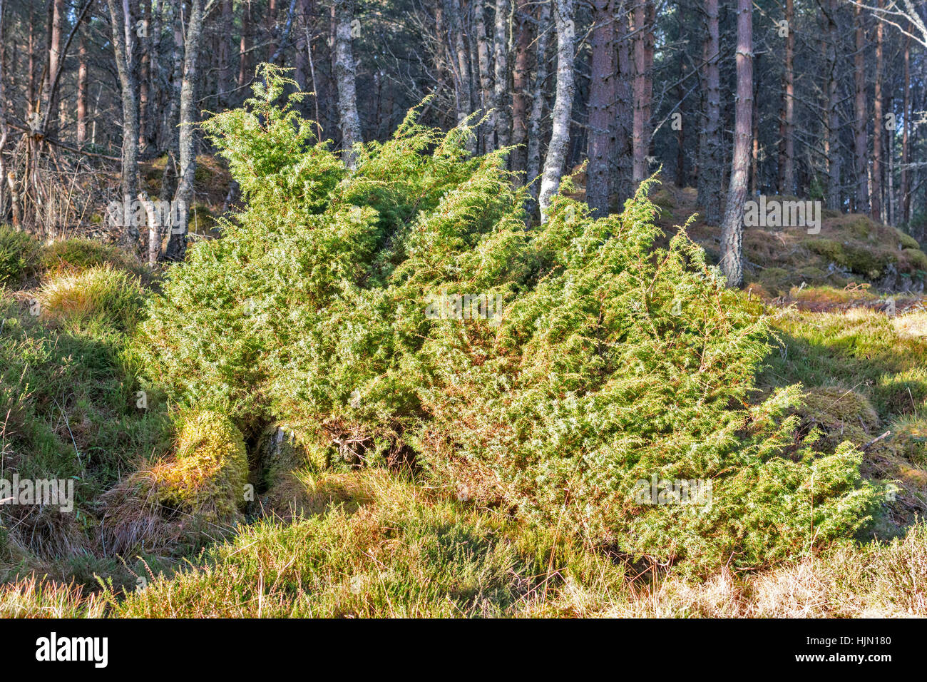 BALMORAL CAIRNS BALMORAL ESTATE CRATHIE WACHOLDER BUSCH ODER BAUM ...
