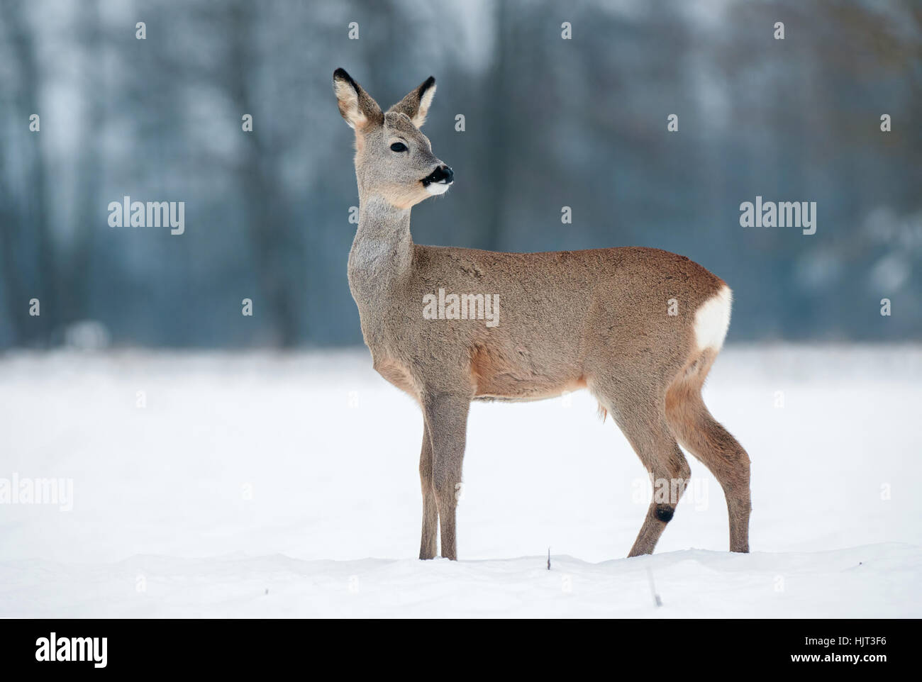 Male roe deer -Fotos und -Bildmaterial in hoher Auflösung – Alamy