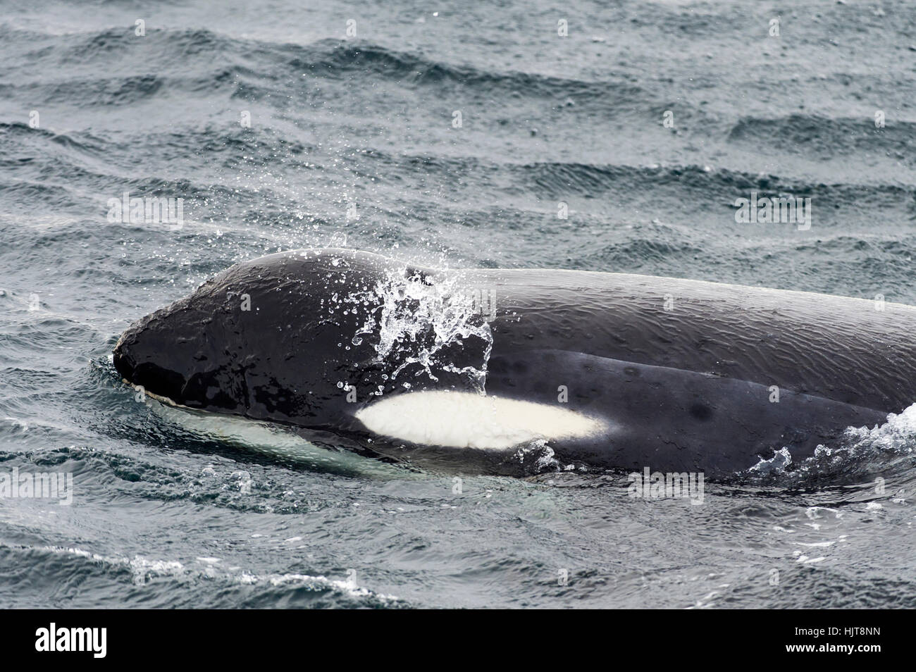 Wal wirbeltier -Fotos und -Bildmaterial in hoher Auflösung – Alamy