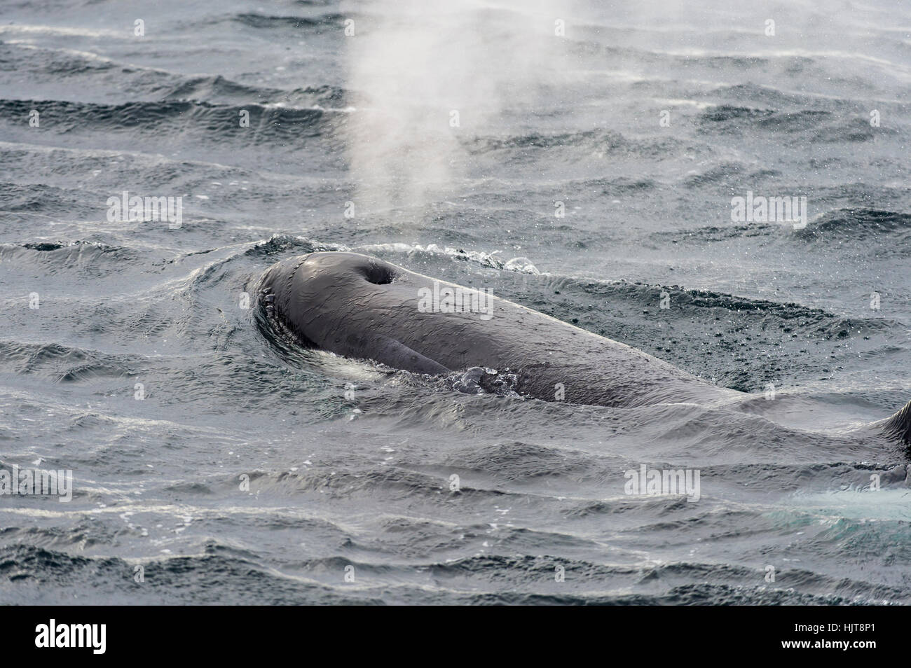 Ein Killer Waljagd entlang dem Meer Eis in der Antarktis ...