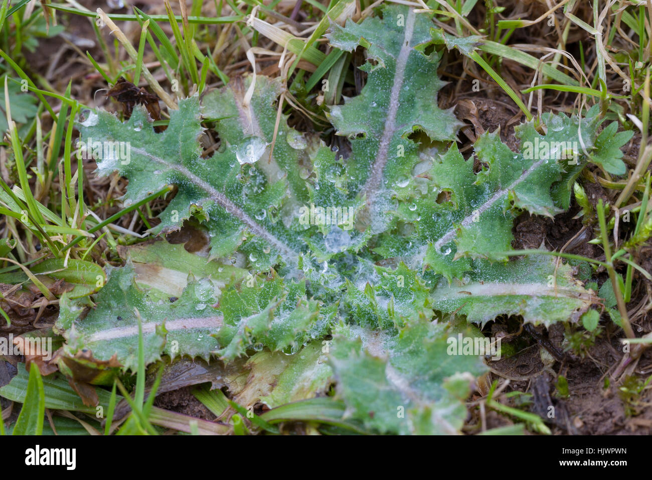 Acker-Kratzdistel, Blatt, Blätter, Blattrosette, Ackerkratzdistel ...
