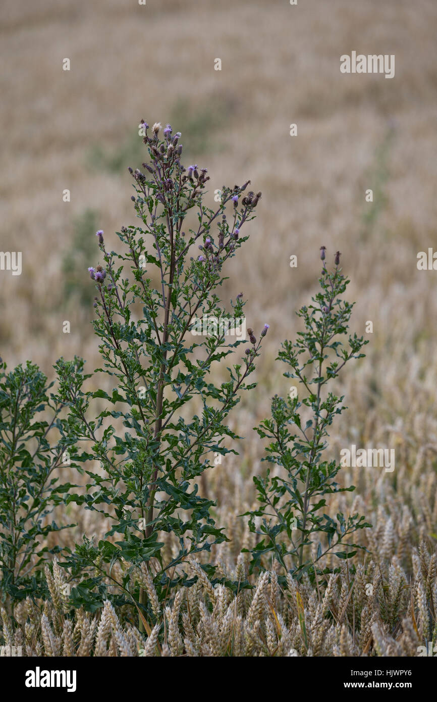 Le cirse des champs -Fotos und -Bildmaterial in hoher Auflösung – Alamy