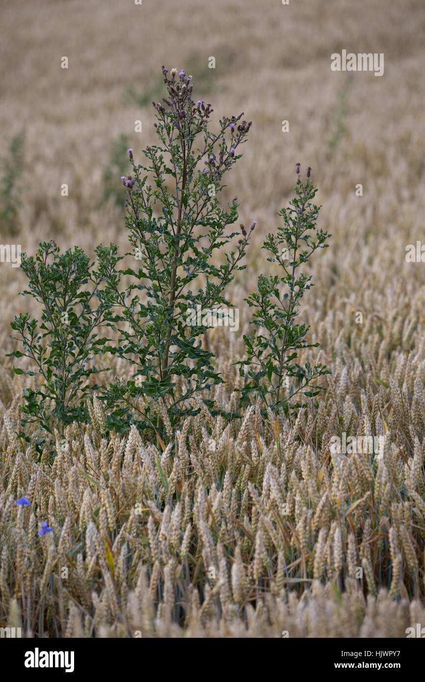 Acker-Kratzdistel, Ackerkratzdistel, Kratzdistel, Auf Einem ...