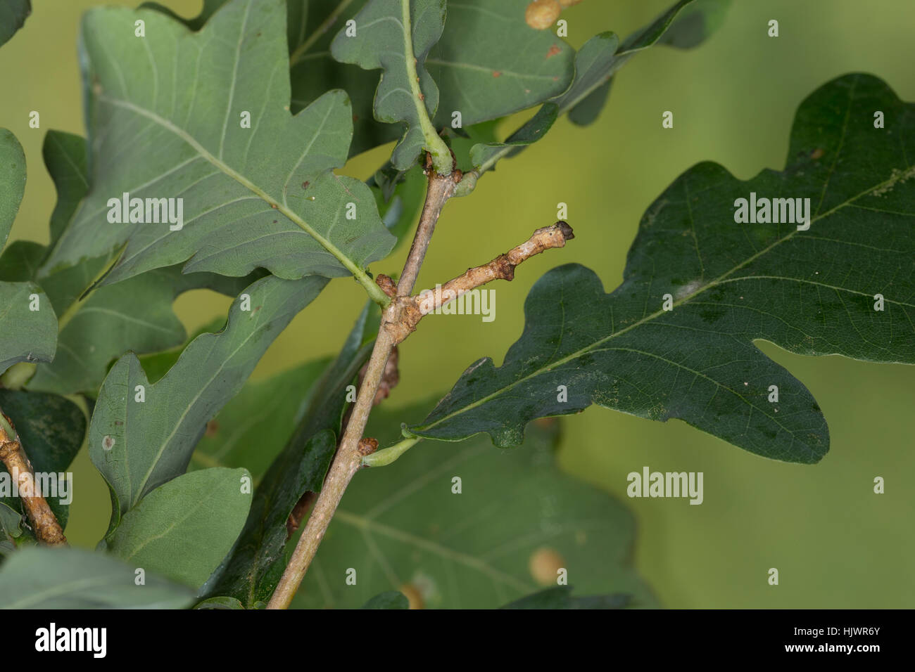 Großer Eichenspanner, Großer Rindenspanner, Raupe Frisst eine Eiche ...