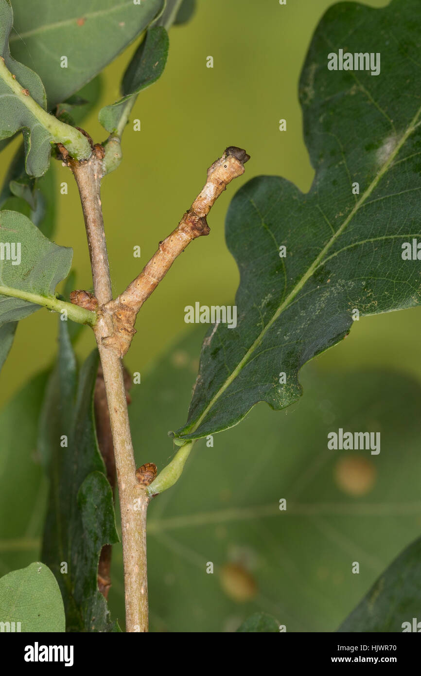 Großer Eichenspanner, Großer Rindenspanner, Raupe Frisst eine Eiche ...