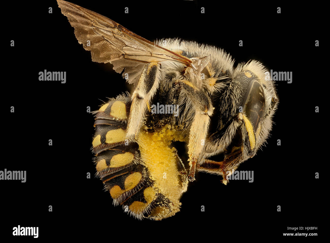 Anthidium porterae, eine Art von Karderbiene, gefangen im Hidalgo ...