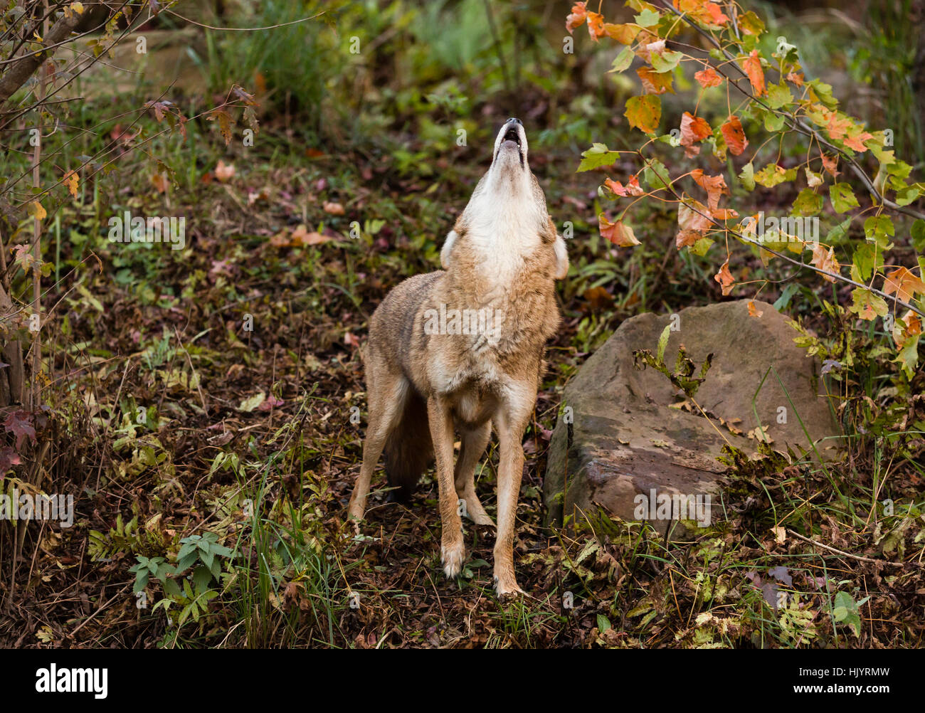 Heulen heulen -Fotos und -Bildmaterial in hoher Auflösung – Alamy