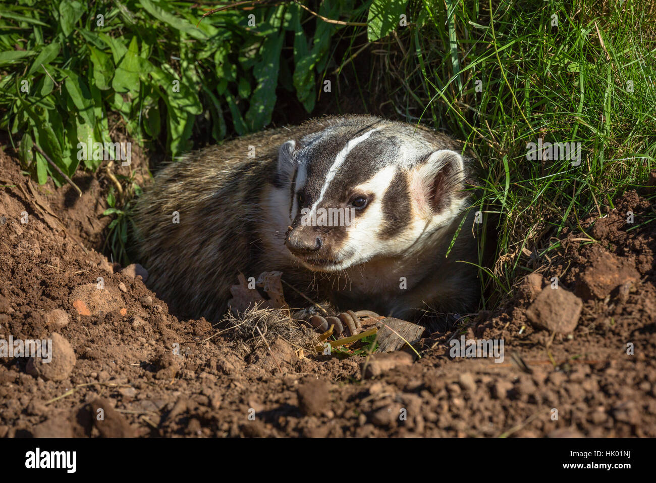 Dachs loch -Fotos und -Bildmaterial in hoher Auflösung – Alamy