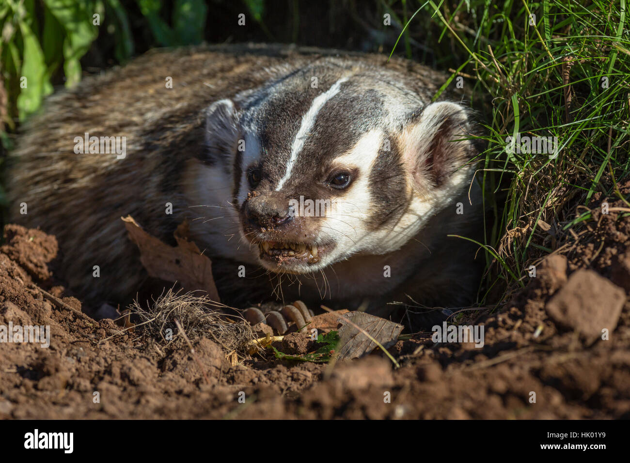 Amerikanischer dachs nahaufnahme -Fotos und -Bildmaterial in hoher ...