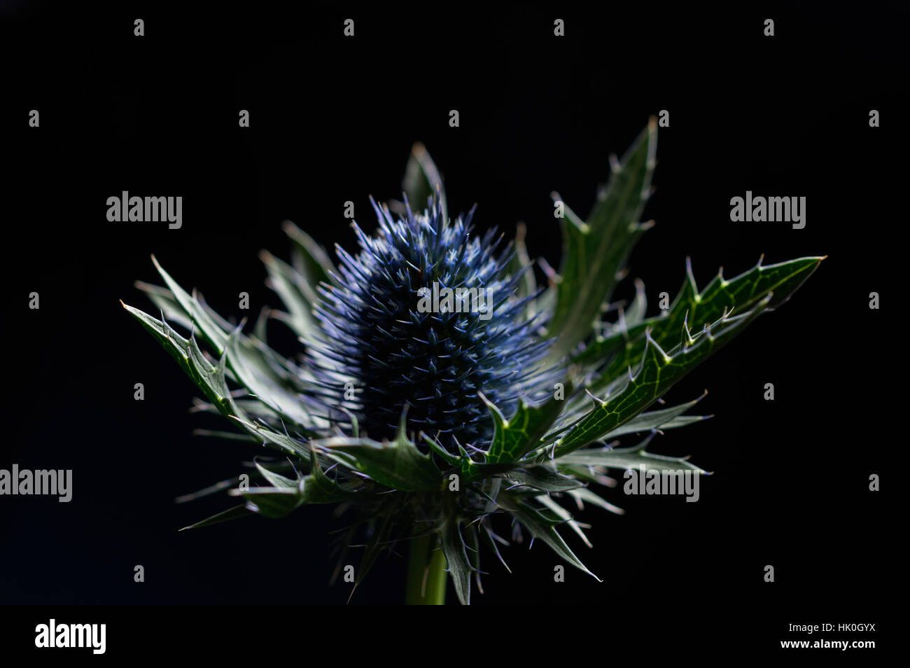Spike weed -Fotos und -Bildmaterial in hoher Auflösung – Alamy