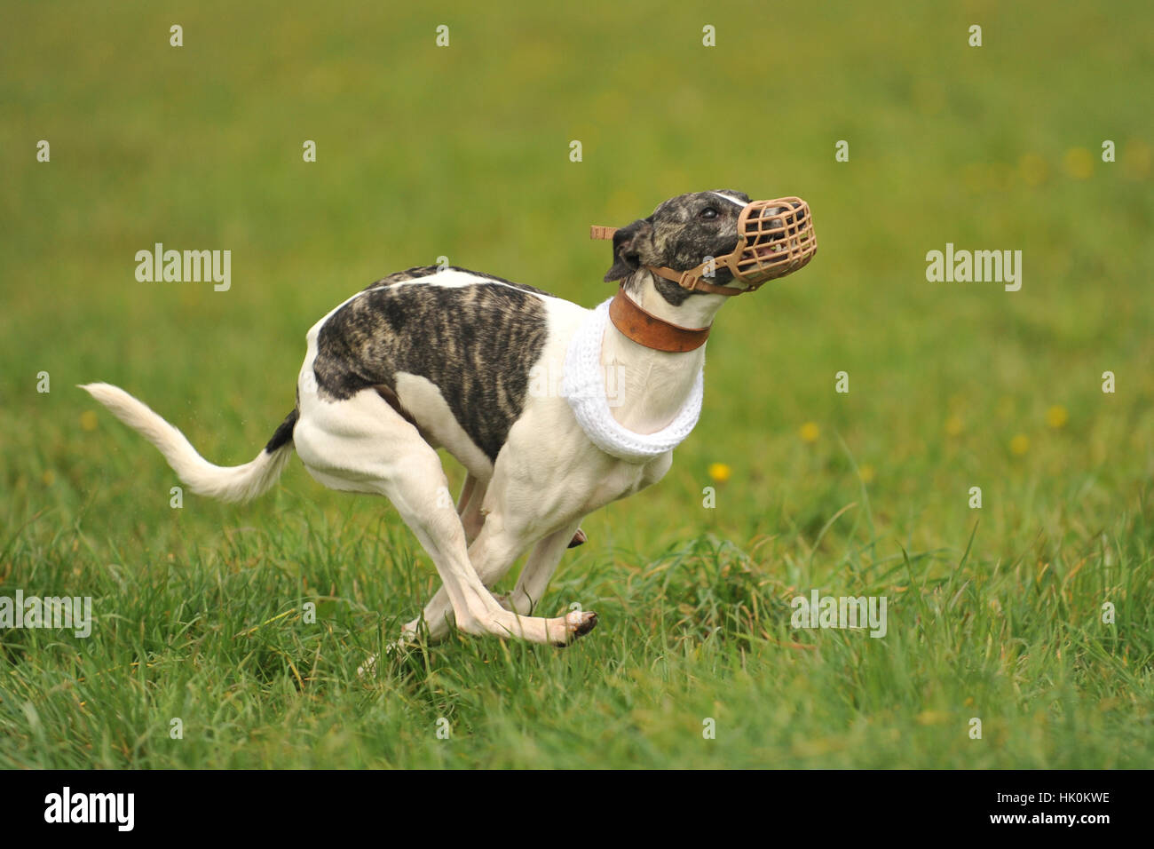 Maulkorb windhund -Fotos und -Bildmaterial in hoher Auflösung – Alamy