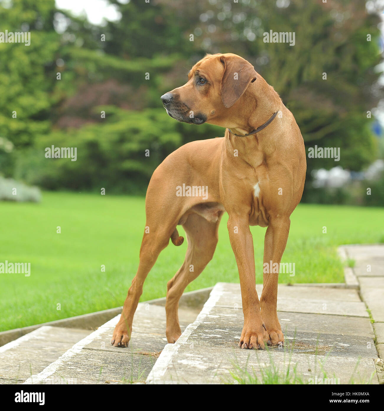 Lion hound -Fotos und -Bildmaterial in hoher Auflösung – Alamy