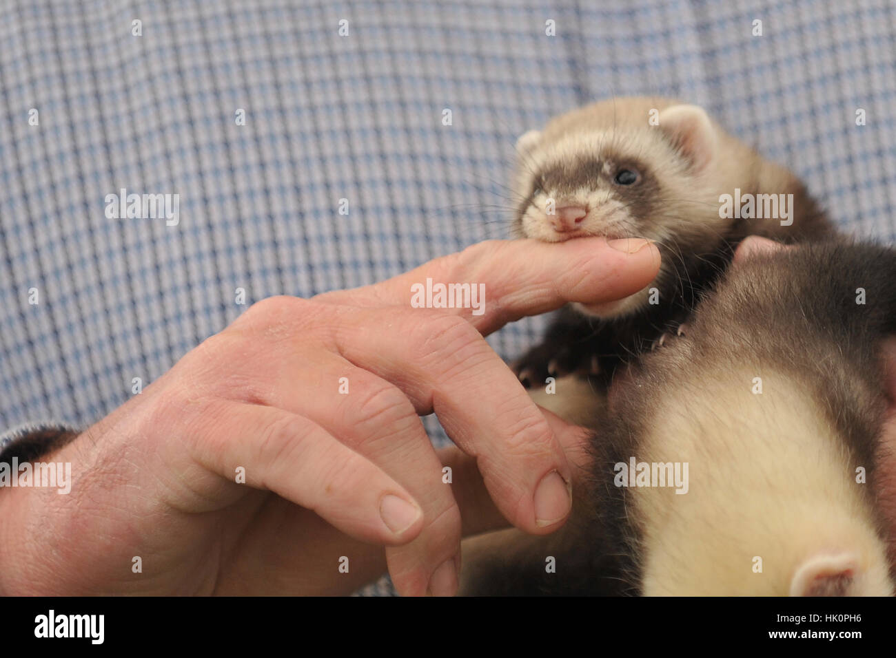 Biss Gebissen Stockfotos und -bilder Kaufen - Alamy