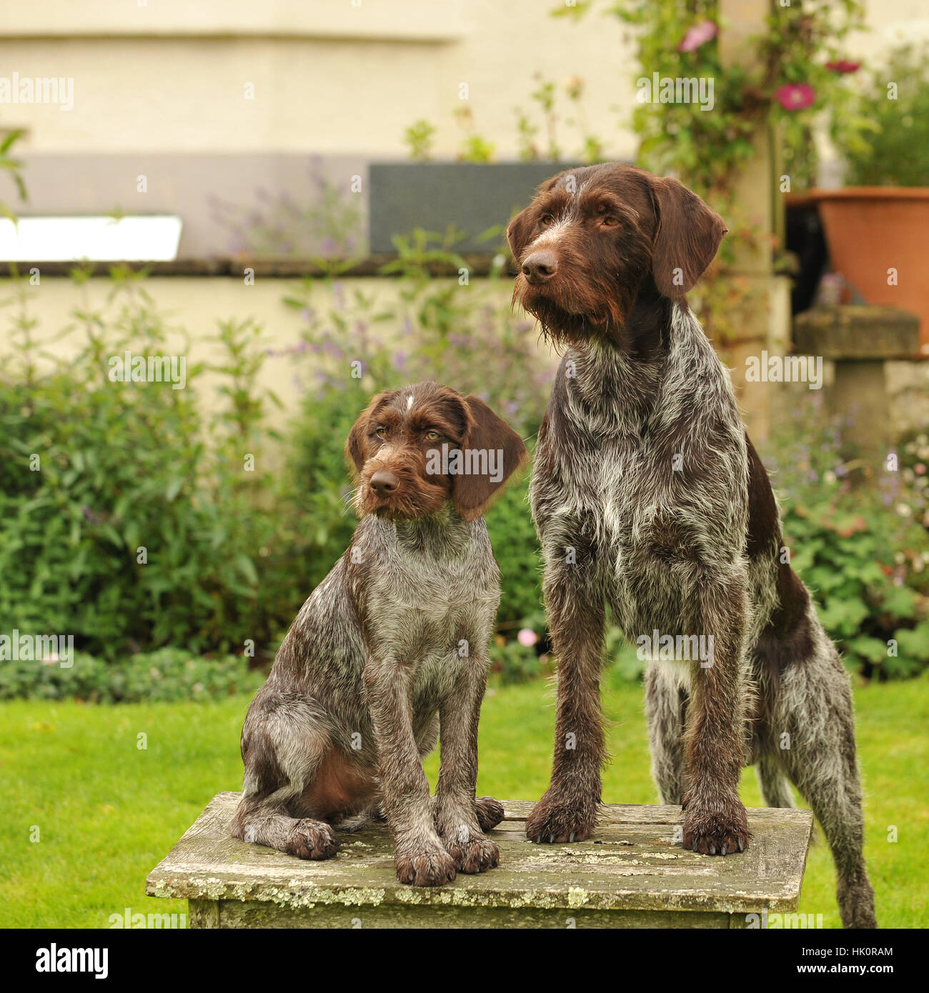 Drahthaar Allemand Marron