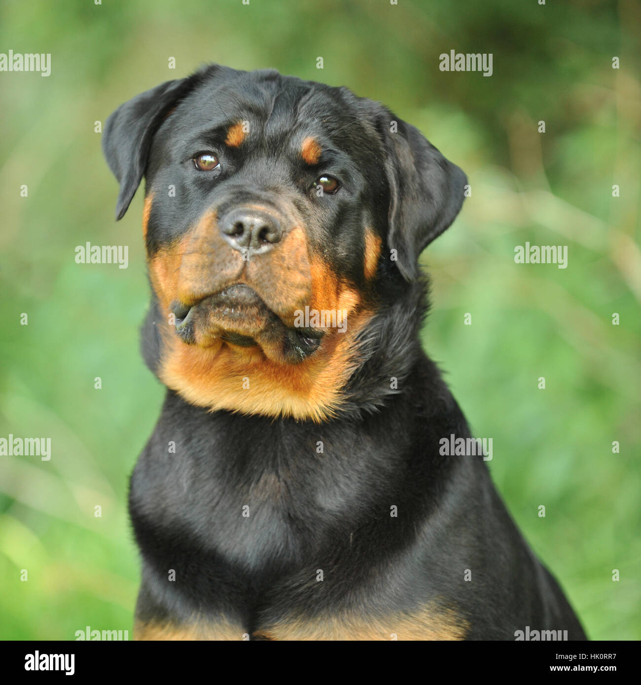 Rottweiler zwinger -Fotos und -Bildmaterial in hoher Auflösung – Alamy