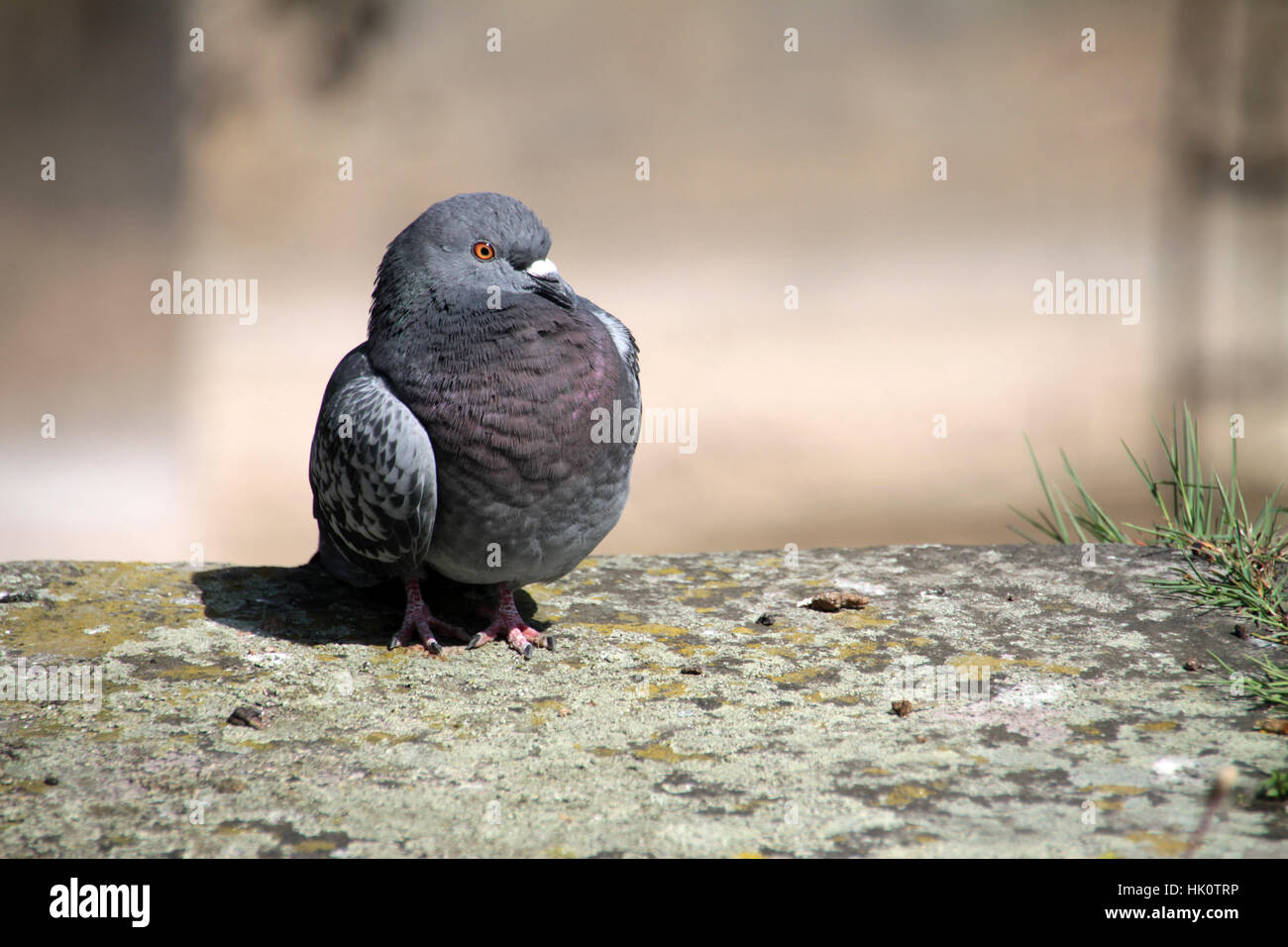Tier, Vogel, Vögel, Tauben, grau, grau, Tier, Vogel, Vögel, Taube, grau ...
