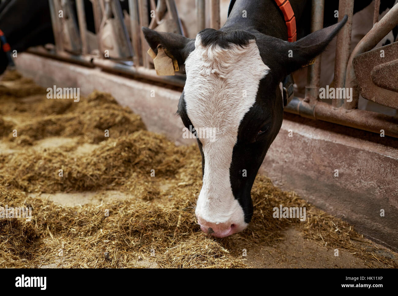Kuh Essen Heu im Kuhstall am Milchbetrieb Stockfotografie - Alamy