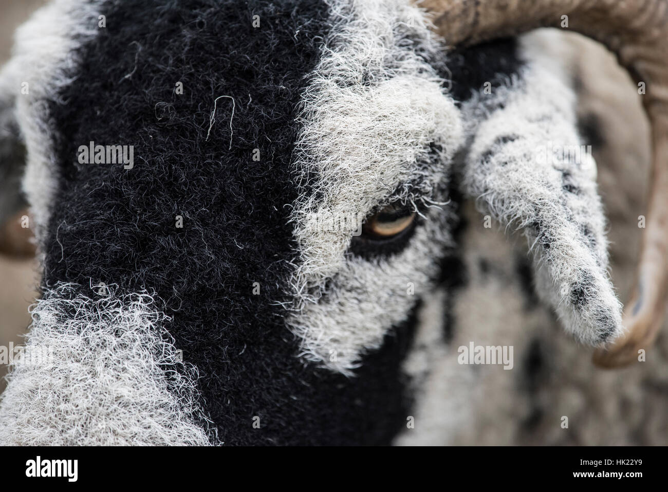 Tups rams ram tup -Fotos und -Bildmaterial in hoher Auflösung – Alamy