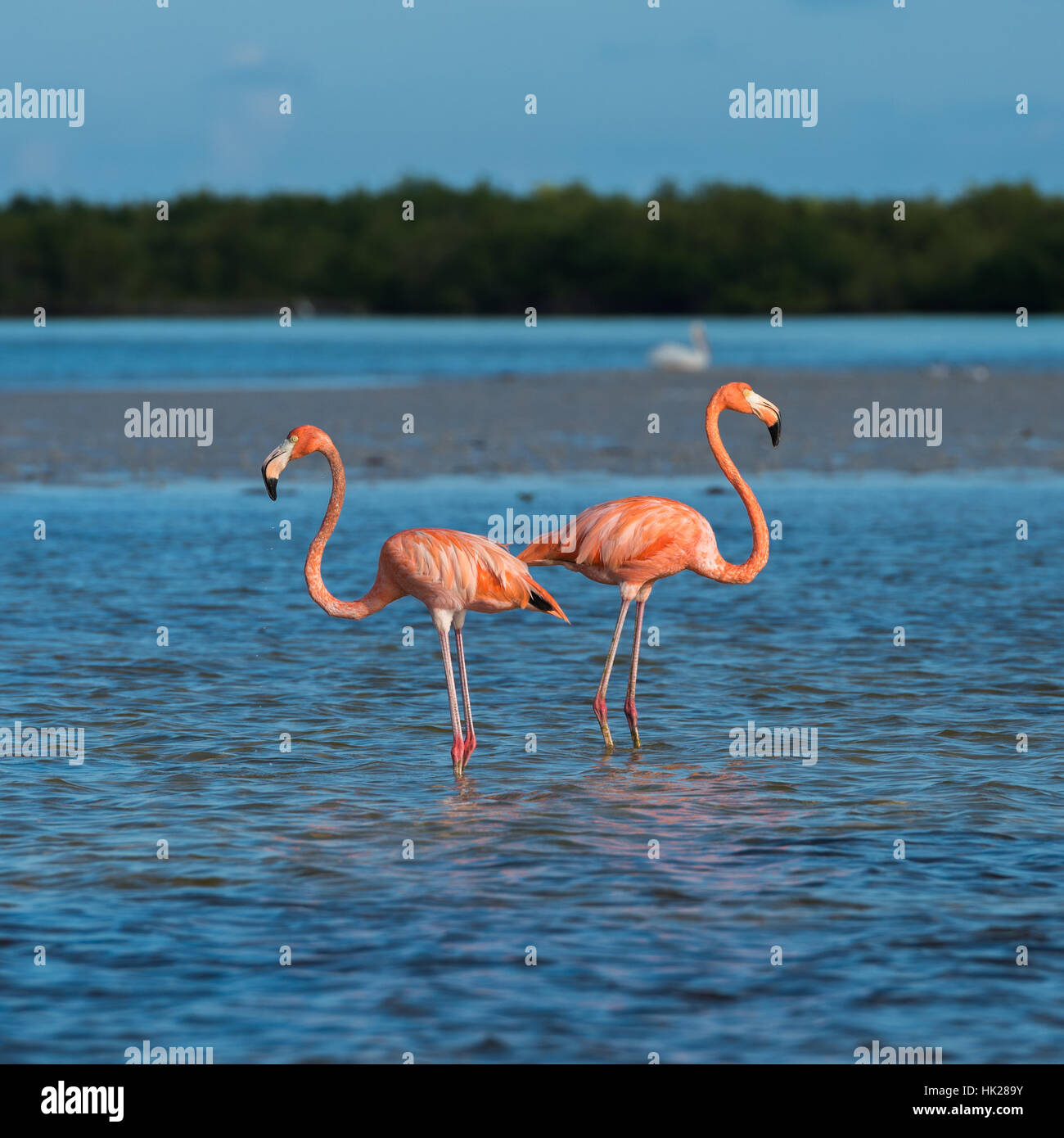 Naturpark rio lagartos -Fotos und -Bildmaterial in hoher Auflösung – Alamy