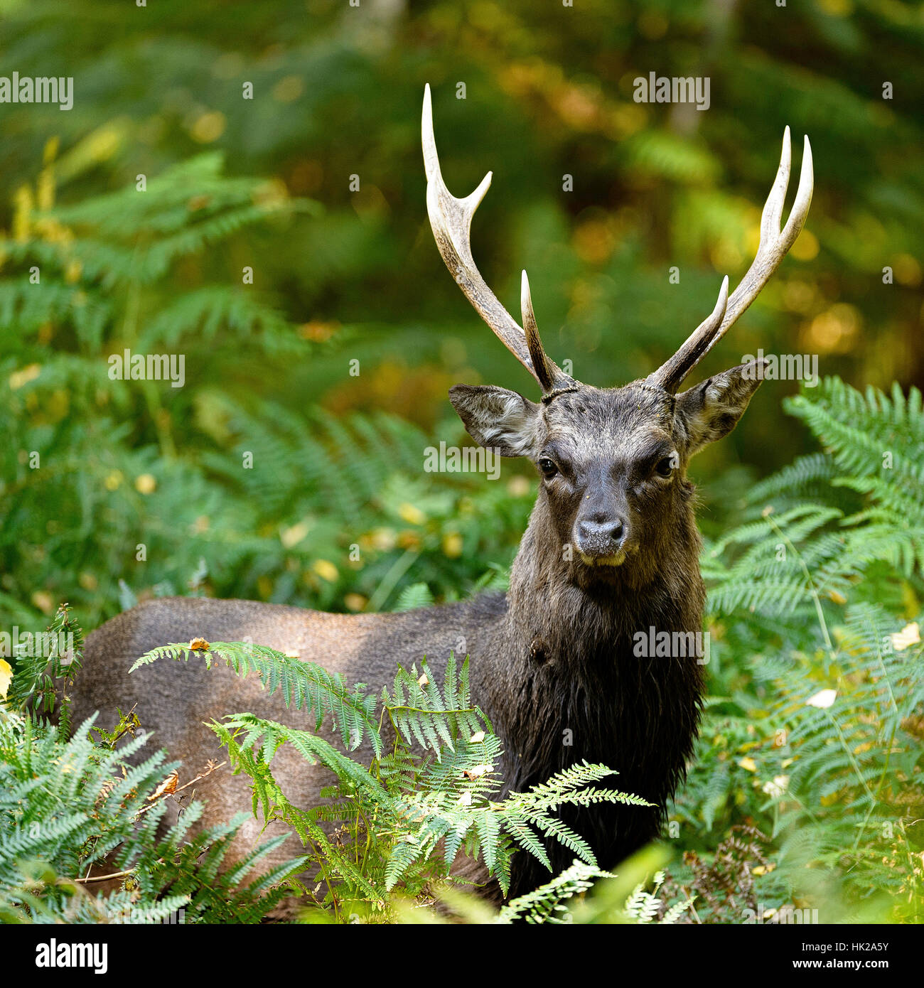 Arne Rspb Reserve Stockfotos und -bilder Kaufen - Alamy