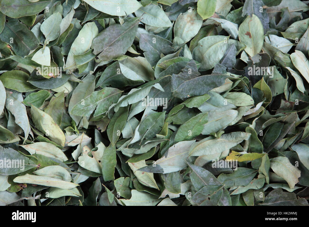 Coca plantation -Fotos und -Bildmaterial in hoher Auflösung – Alamy