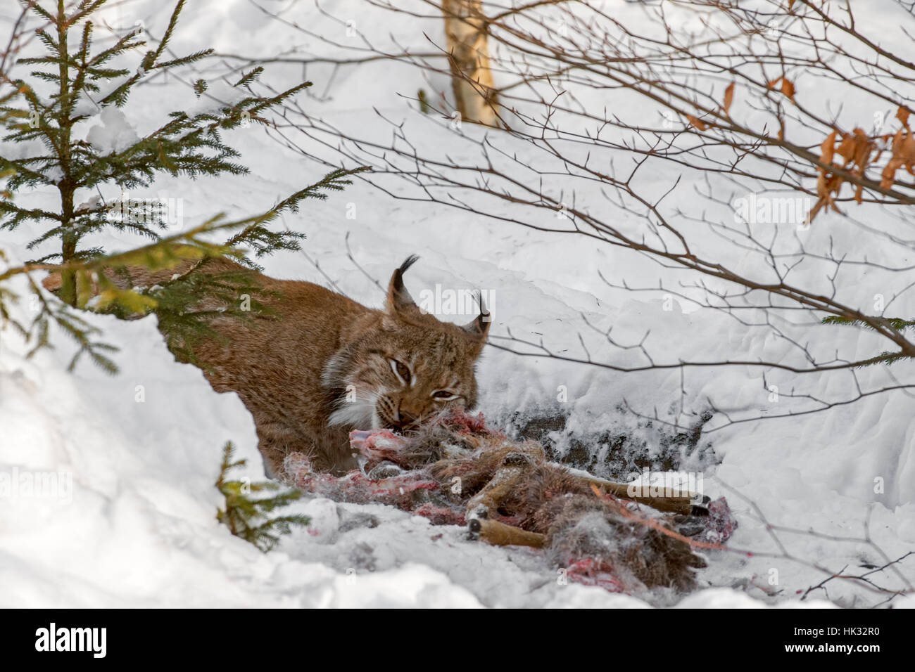 Reh essen -Fotos und -Bildmaterial in hoher Auflösung – Alamy