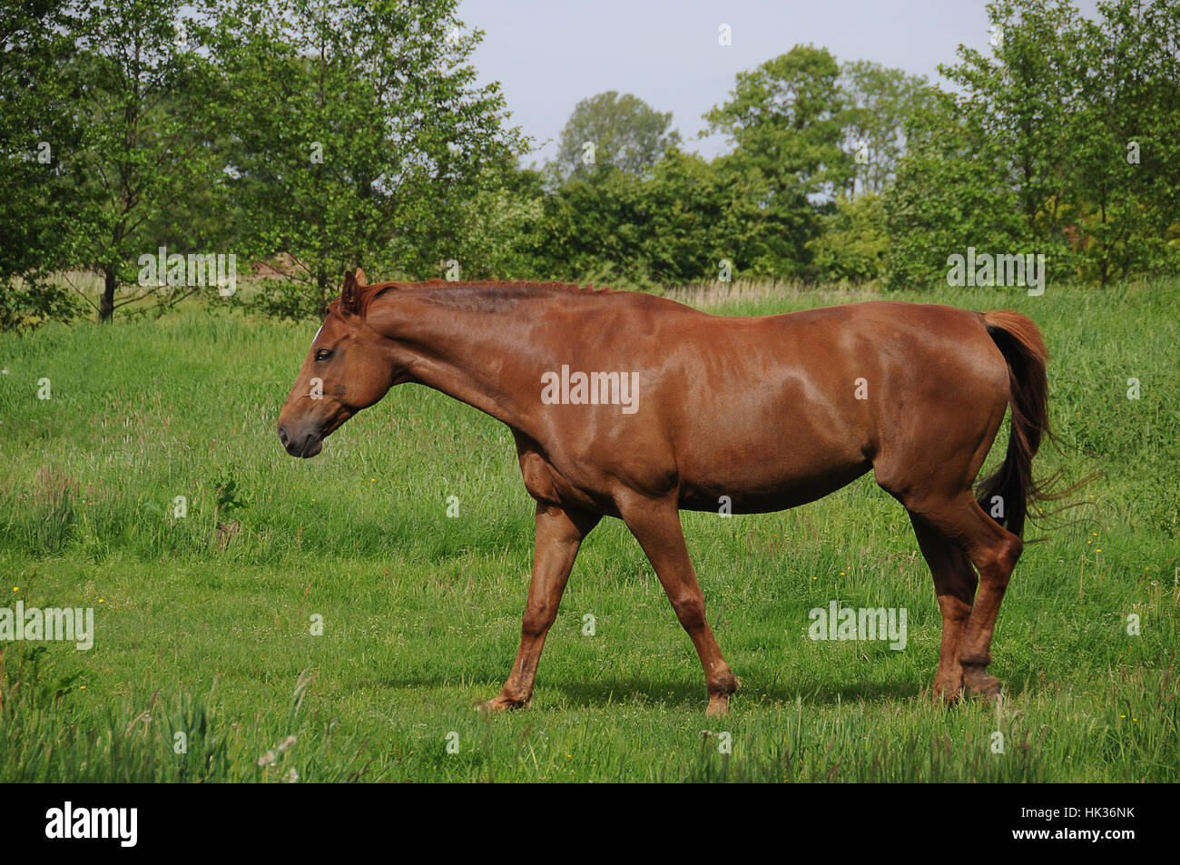 Pferd, braun, braun, brünett, Hengst, Stute, brauner, Weide, Fahrt ...