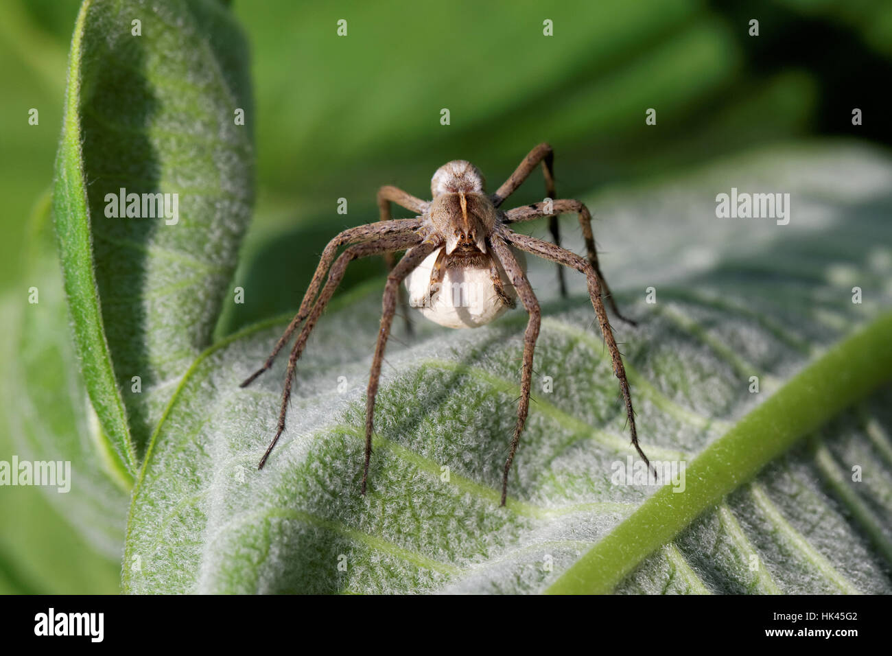 Kokon, Kokon, Listspinne, Raubspinne, Webspinne, Pisaura Mirabilis ...