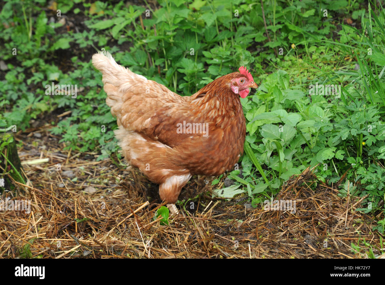 Misthaufen, Geflügel, Huhn, Huhn, Verlegung, Henne, Eco, Federn ...