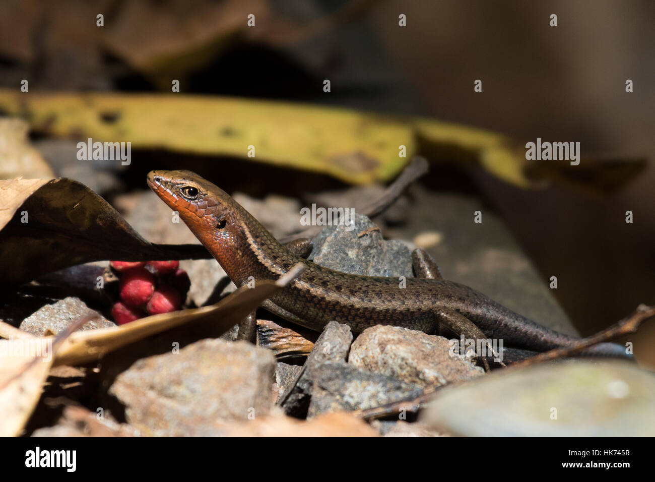 Carlia rubrigularis -Fotos und -Bildmaterial in hoher Auflösung – Alamy