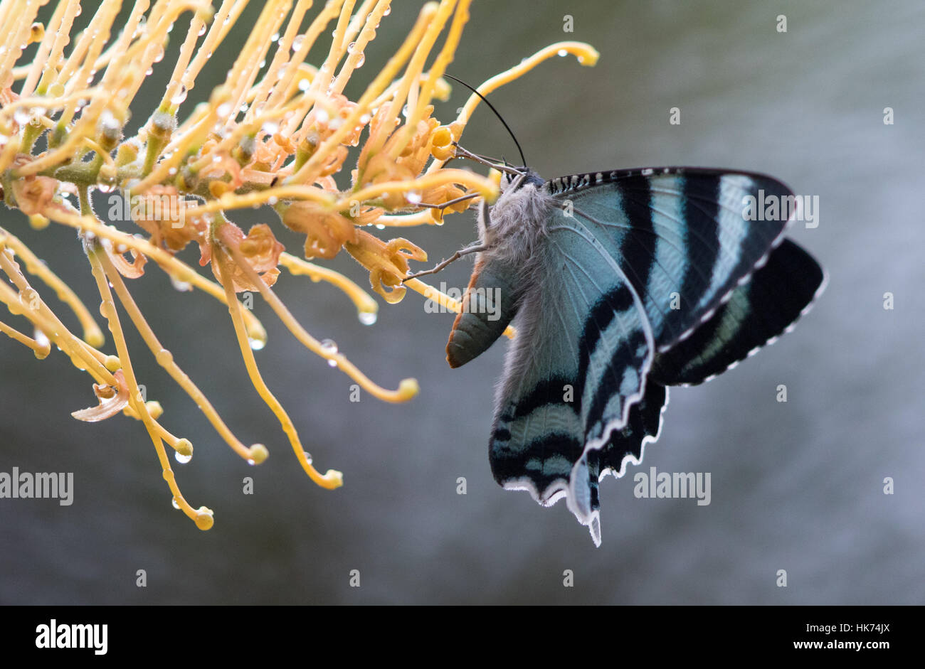 Alcides metaurus -Fotos und -Bildmaterial in hoher Auflösung – Alamy