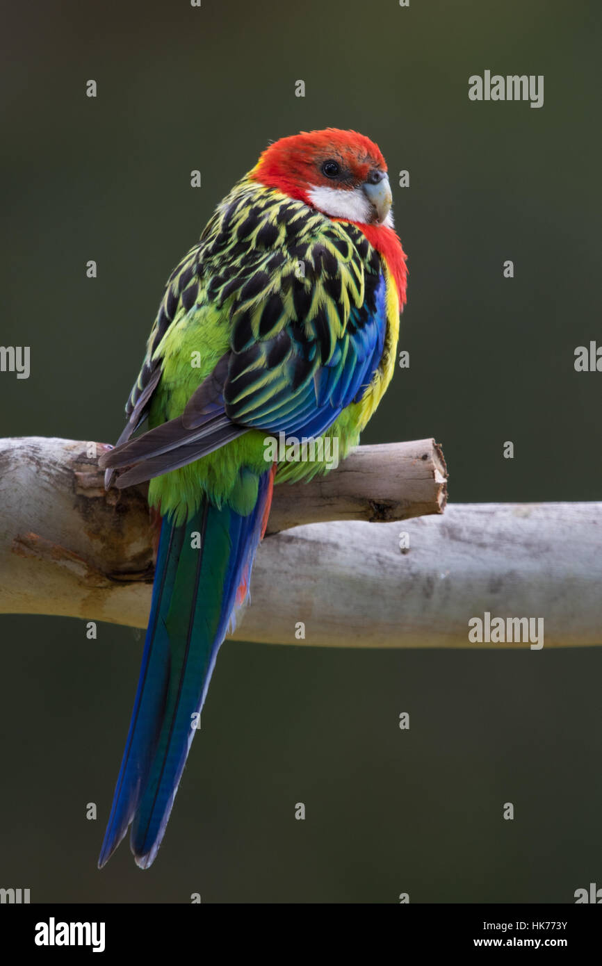 Östliche rosella Stockfotos und -bilder Kaufen - Alamy