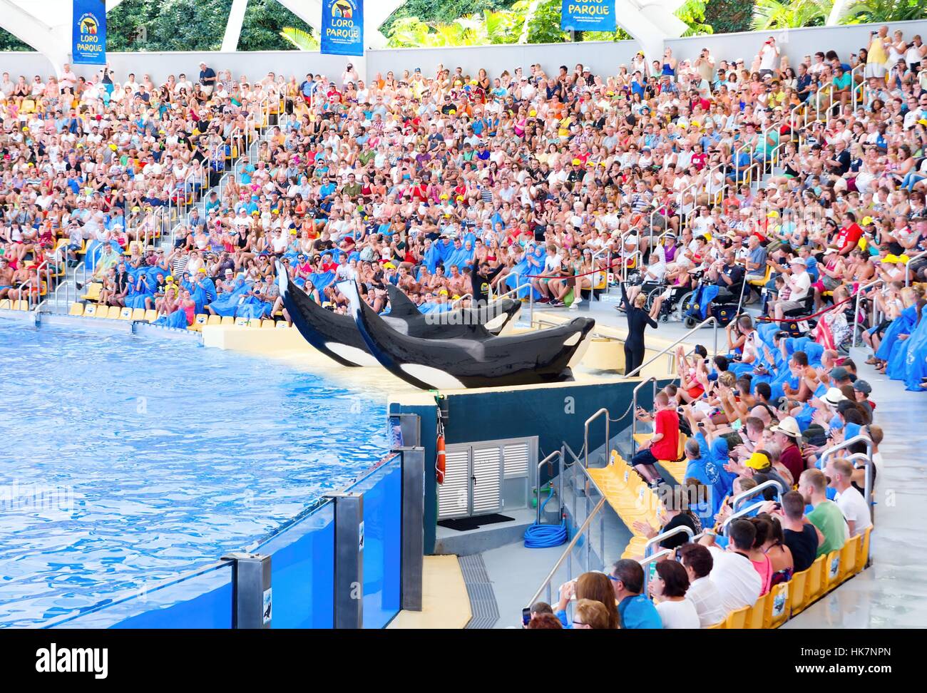 Black orca -Fotos und -Bildmaterial in hoher Auflösung – Alamy